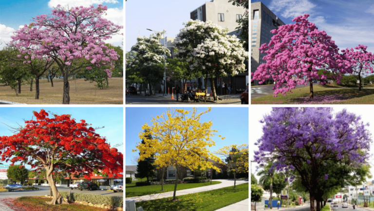 Pohon Tabebuya asal Brasil pohon dengan bunga warna warni ,Si cantik ...